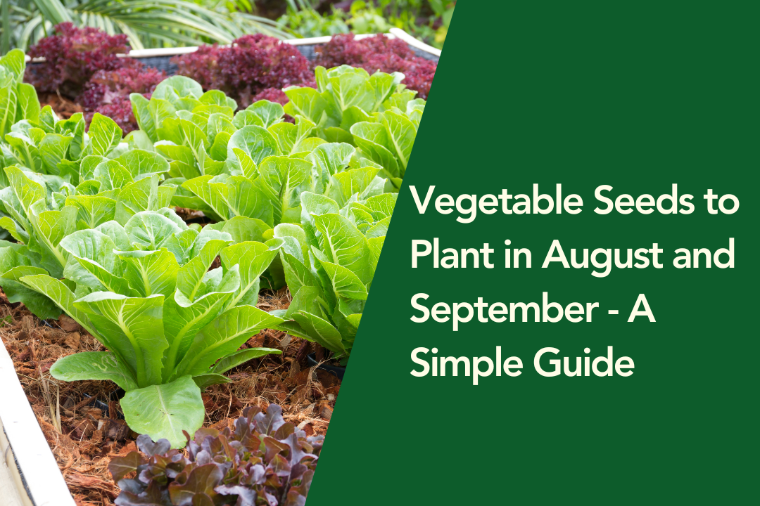 Simple Guide to Plant in August and September – Bombay Seeds