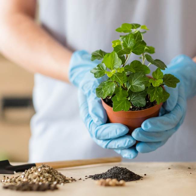 Store Locator – Bombay Seeds