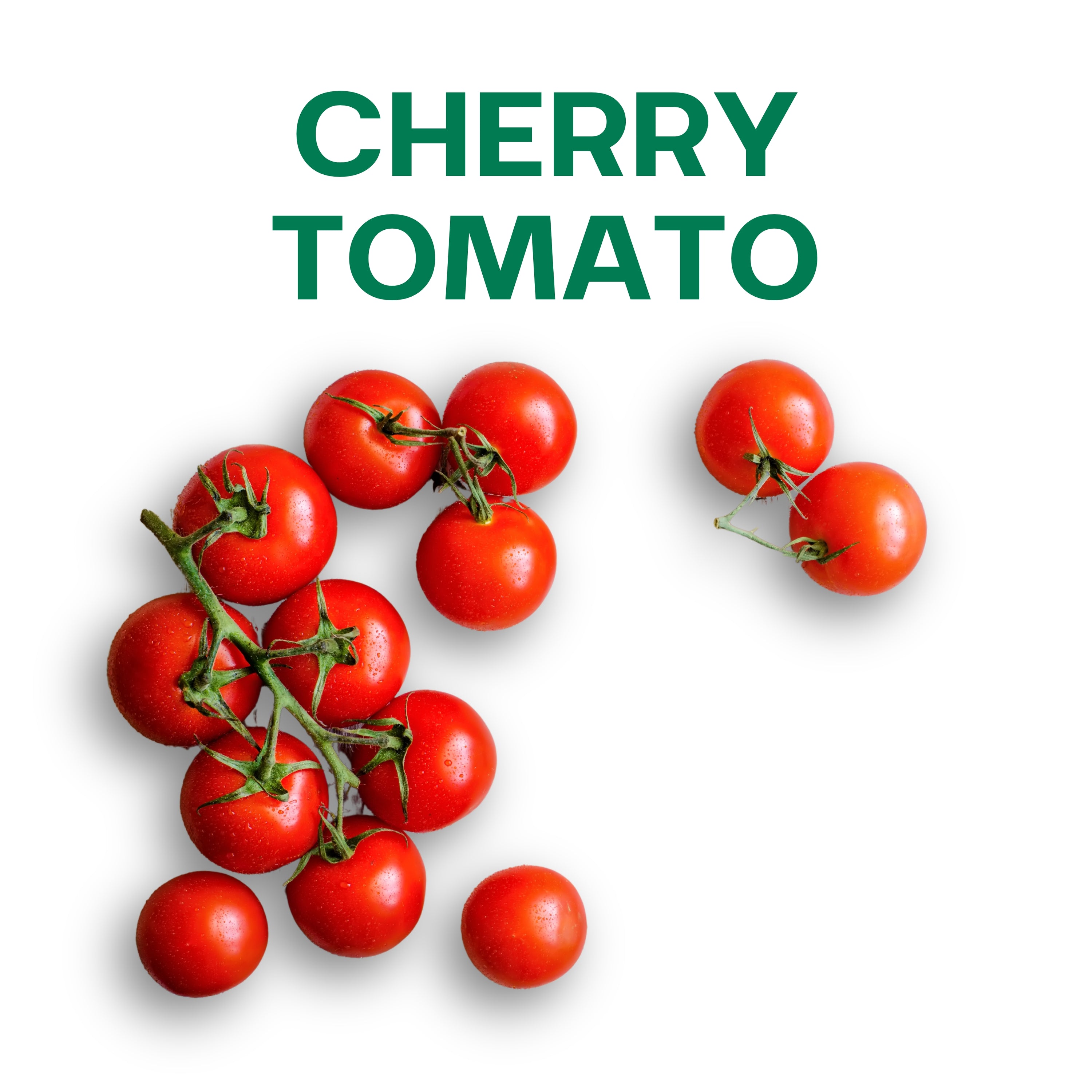 The Bombay Seeds Supply Co.