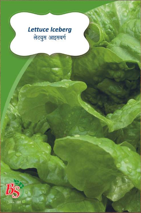 Buy Lettuce Iceberg Seeds Online – Bombay Seeds