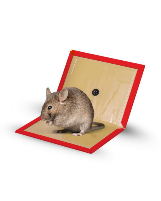 Glue Traps – Bombay Seeds