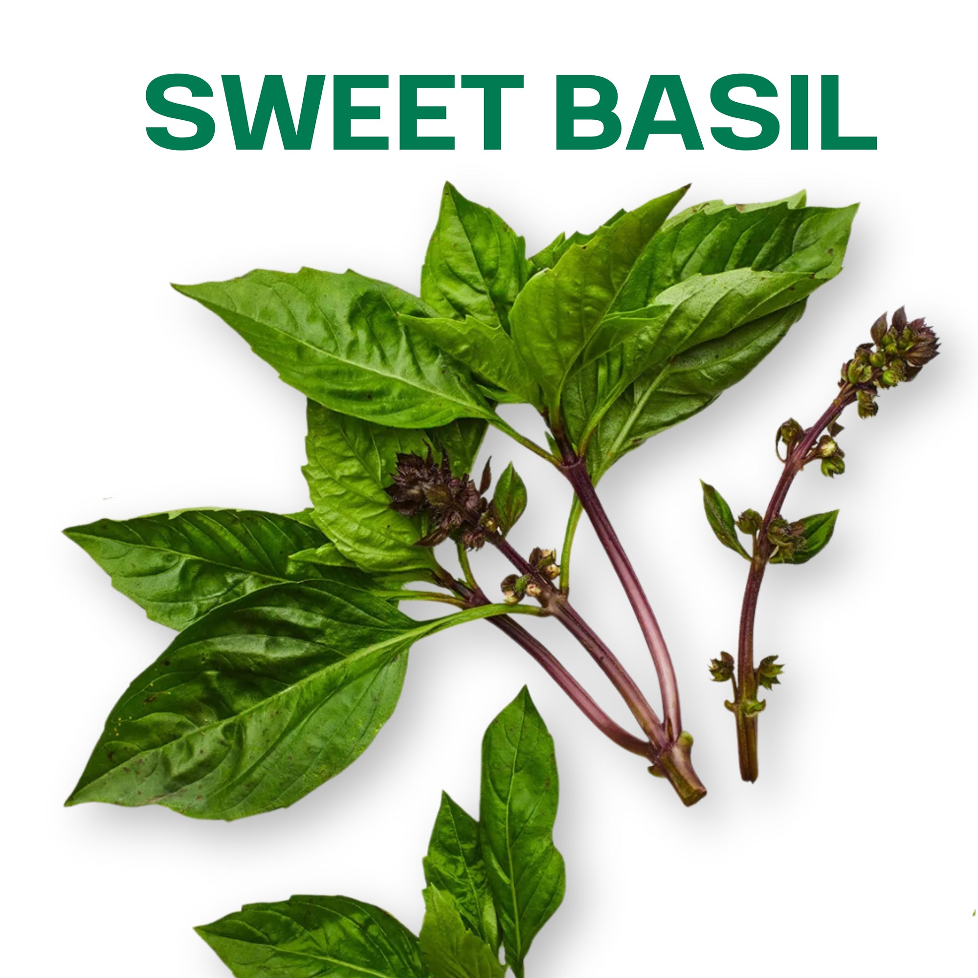 The Bombay Seeds Supply Co.